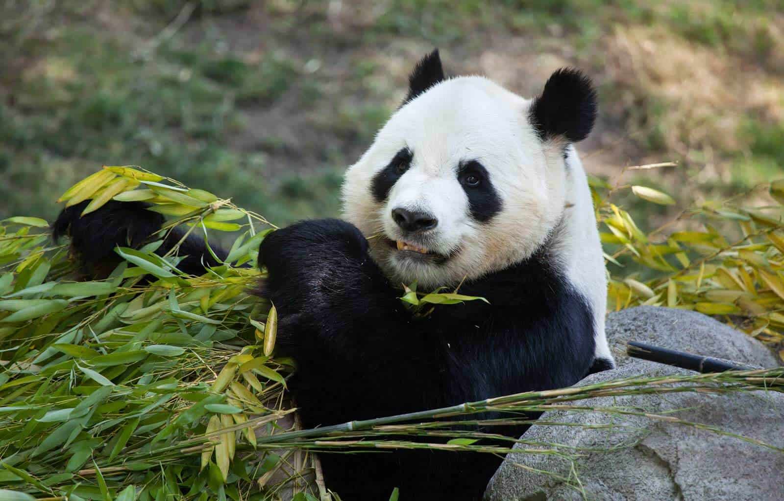 10 Day Panda Update Rolled Out - Gravytrain